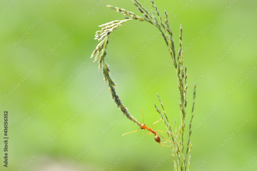 Weaver ants or green ants (genus Oecophylla) are eusocial insects of ...