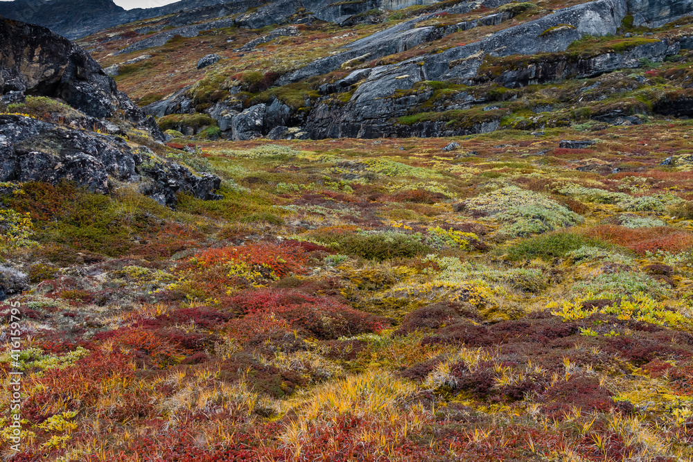 Greenland. Eqip Sermia. Greenlandic forest of dwarf trees and other ...