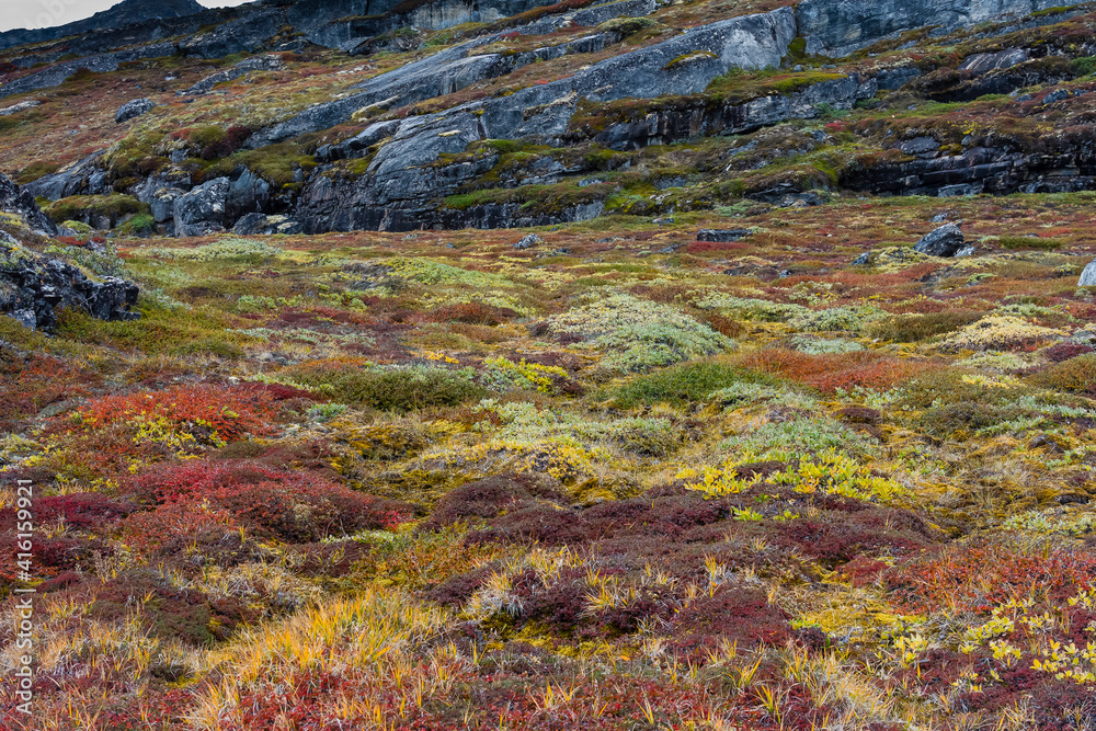 Greenland. Eqip Sermia. Greenlandic forest of dwarf trees and other ...