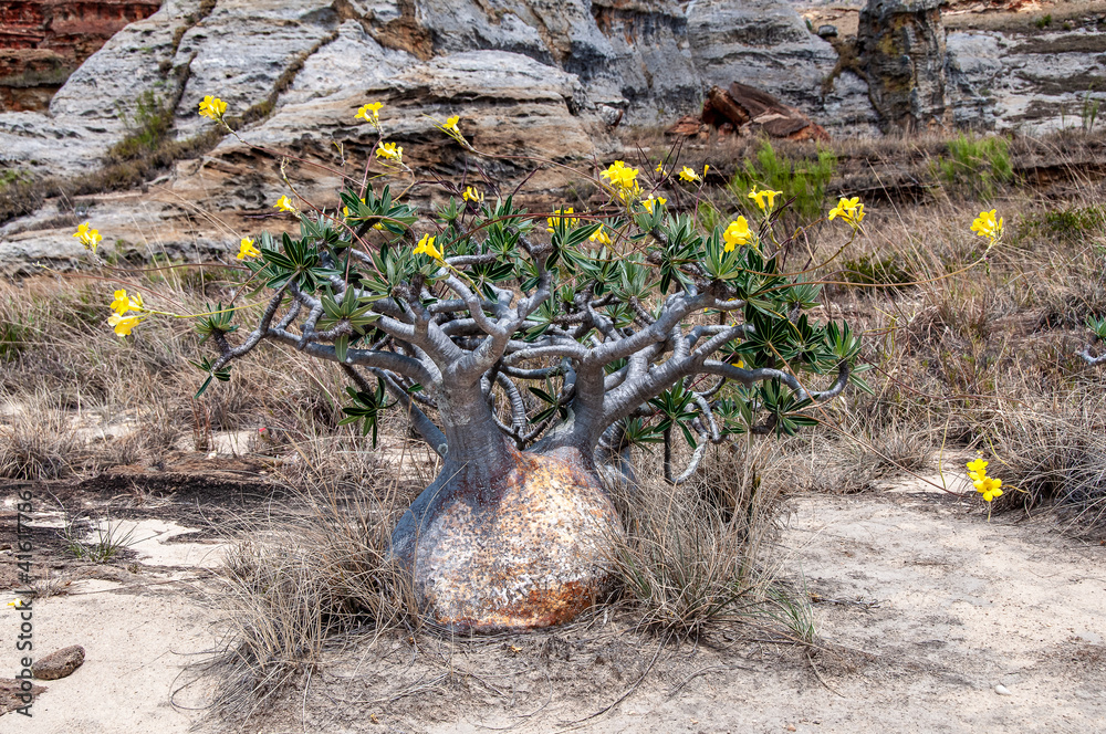 Specimen of Elephant's Foot Plant (Pachypodium rosulatum), a succulent ...