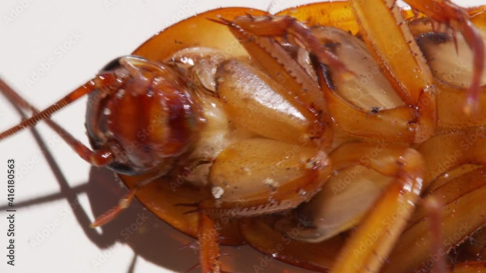 Close up cockroach isolated on white background.Cockroaches are dying ...