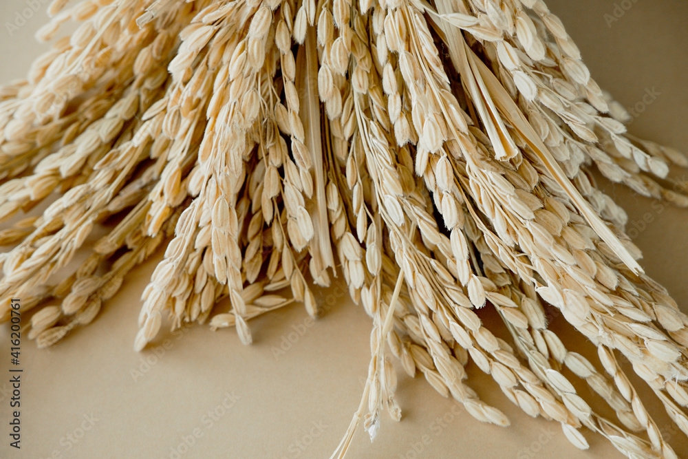 dry rice plant on a beige background. dried plants for home decoration ...