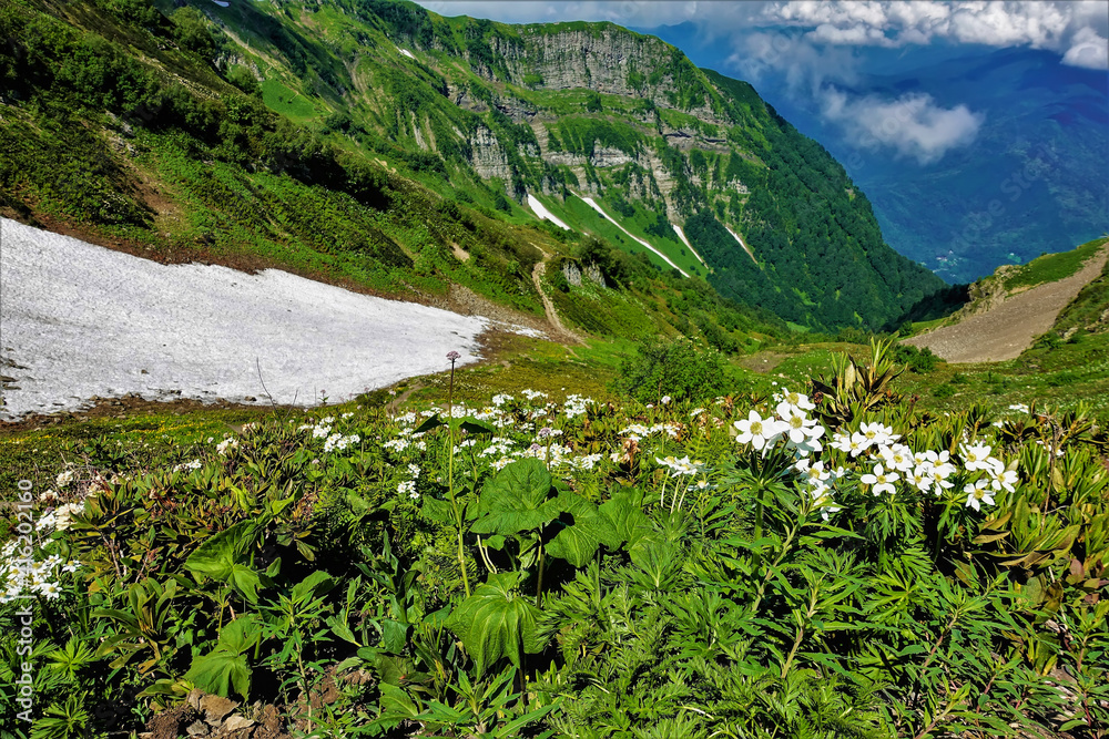 The slopes of the Caucasian ridge are covered with green vegetation. In ...