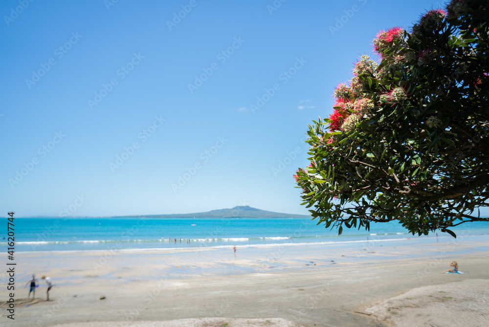 Pohutukawa tree which is also called New Zealand Christmas tree in full ...