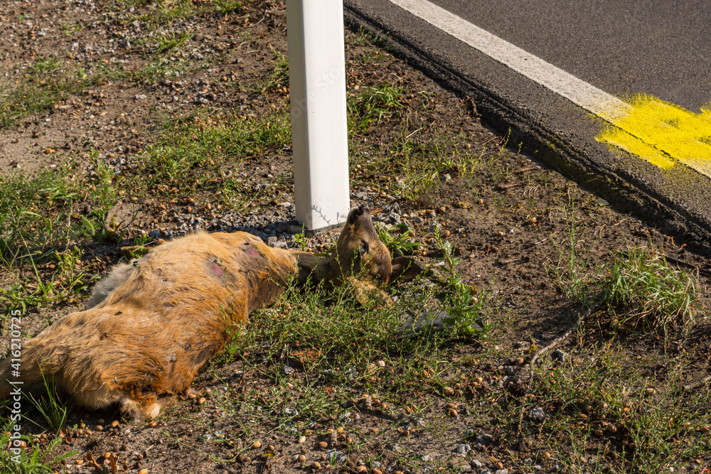 Ein totes Reh am Straßenrand Stock Photo | Adobe Stock