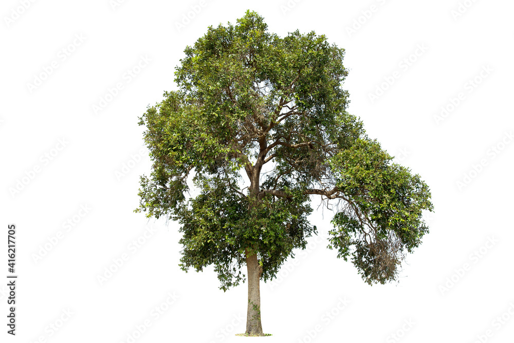 Trees isolated on white background, tropical trees isolated used for ...