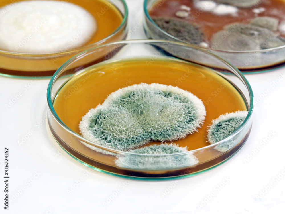 Malt Extract Agar in Petri dish use for growth media to isolate ...