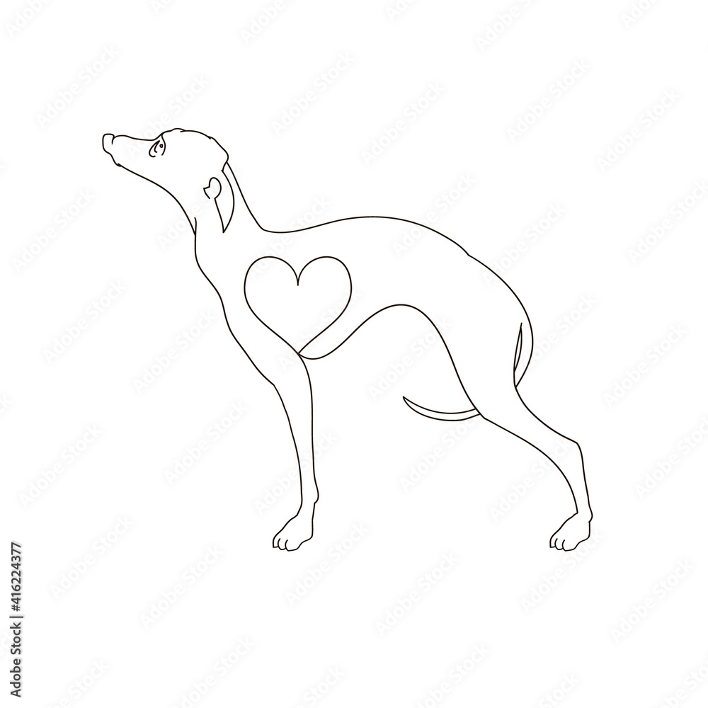Italian Greyhound icon. Dog breed Italian Greyhound drawn as a single ...