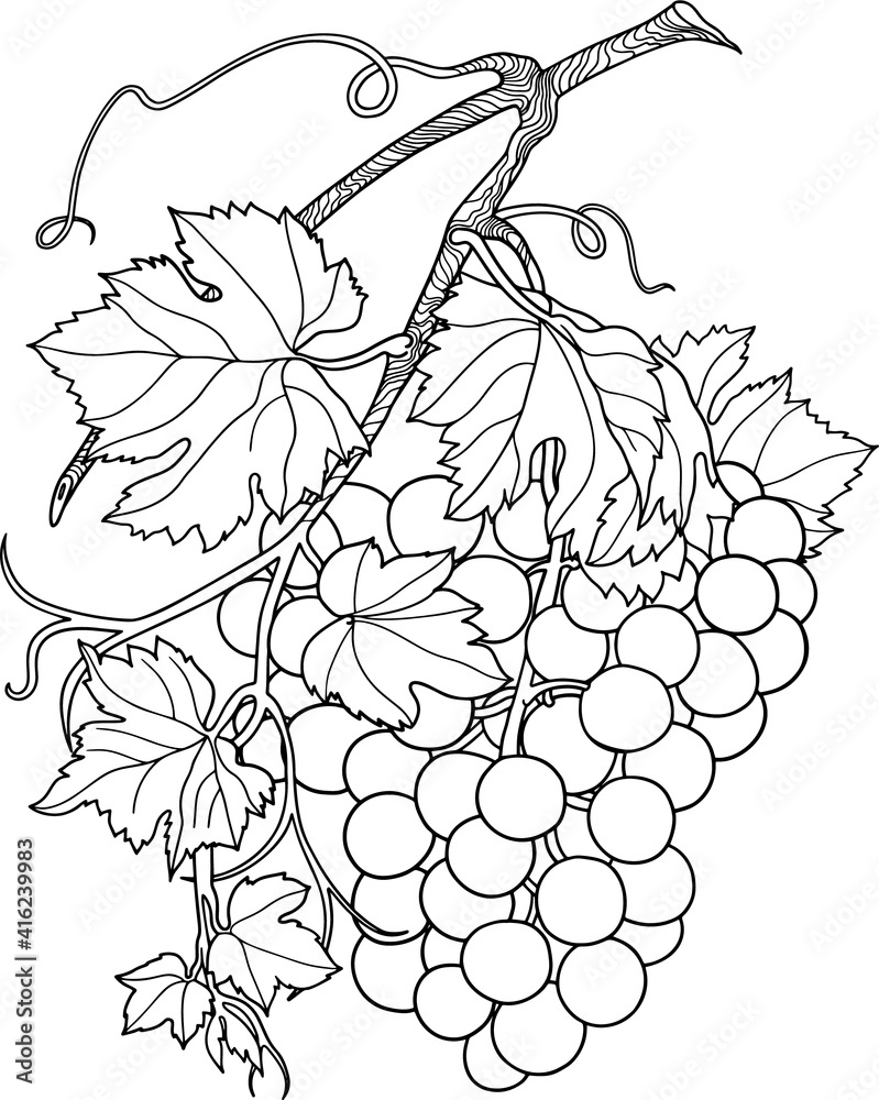 Grapevine black outline vector illustration isolated white background ...