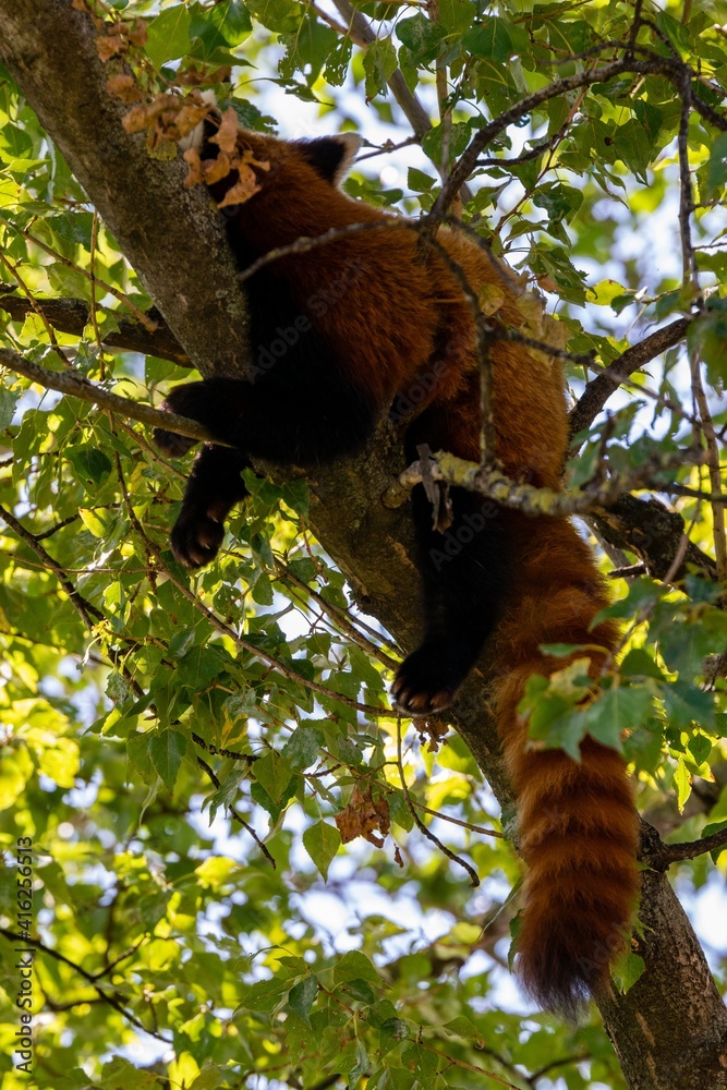 red panda on a branch Stock Photo | Adobe Stock