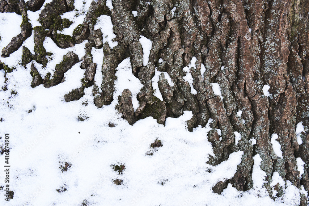 Tree trunk with snow texture. The trunk of a birch tree covered with ...