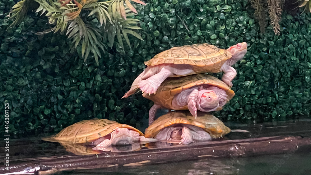 The white turtles stacking themselves on three floors are a miracle ...