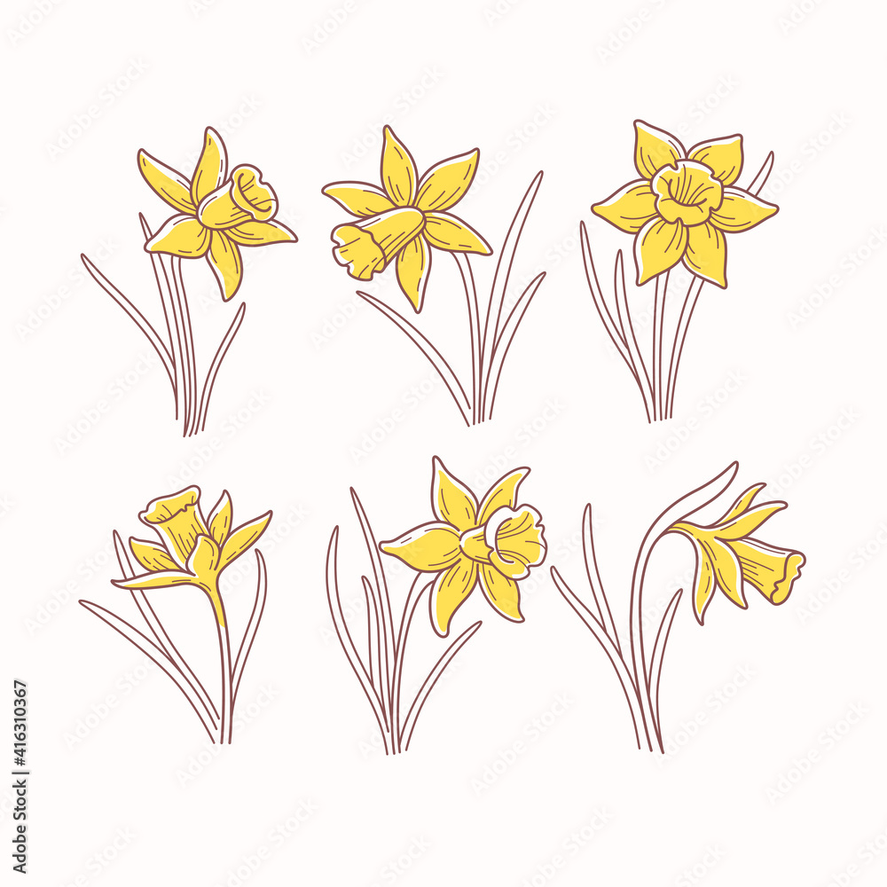 Daffodil flower contour vector illustration. Different types of flower ... Daffodil flower contour vector illustration. Different types of flower ...