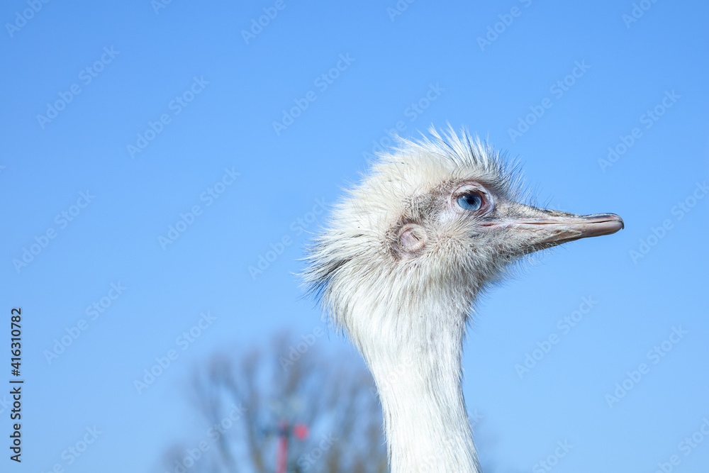 Animal head, close up Portrait of a white rhea with clear blue sky ...