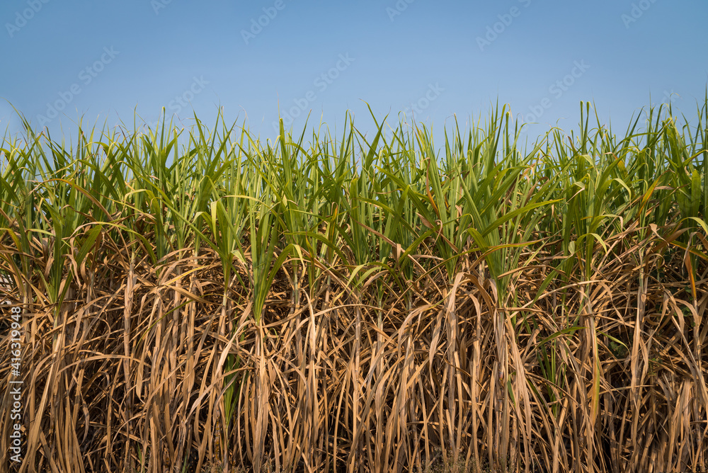 Sugarcane field with blue sky background, harvest to factory to make ...