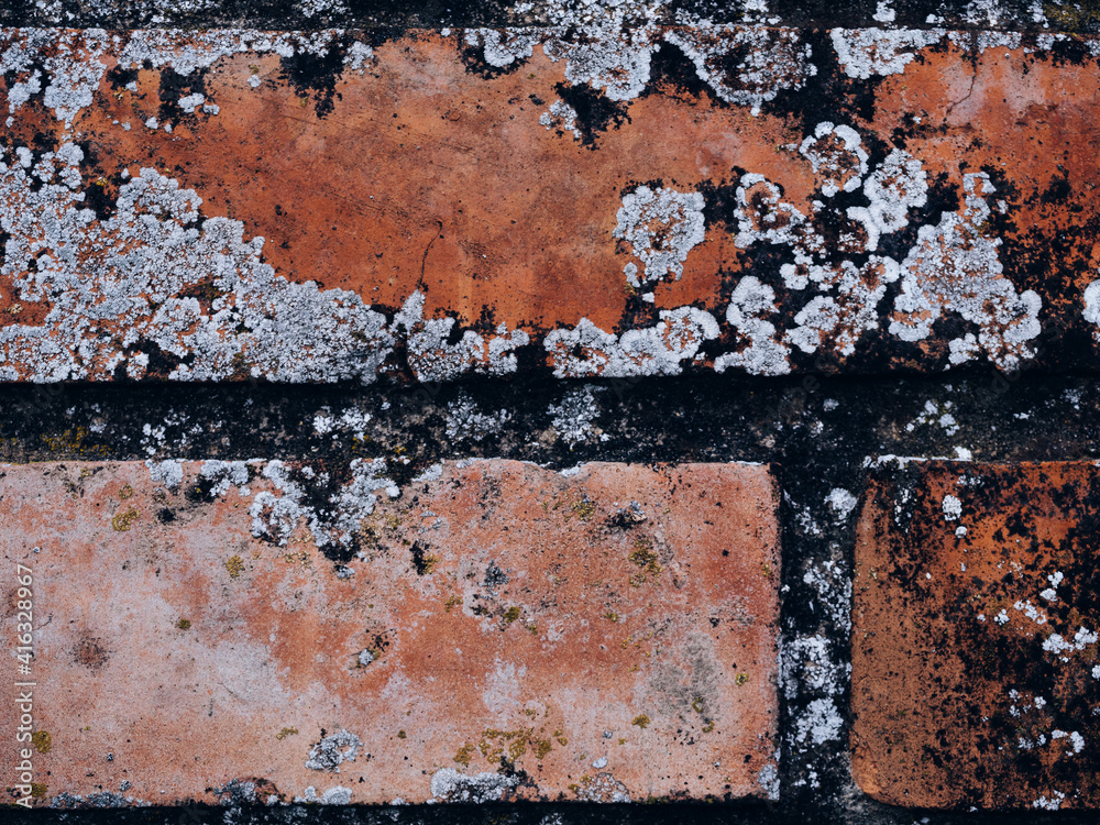 Mold on the brick wall. Closeup of damage caused by efflorescent of ...
