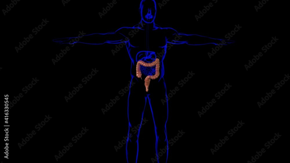 Large Intestine 3D Illustration Human Digestive System Anatomy Stock ...