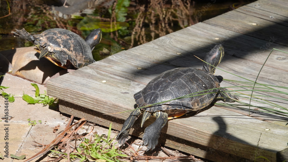 Red-eared slider turtles sunbathing outside their pond Stock Photo ...