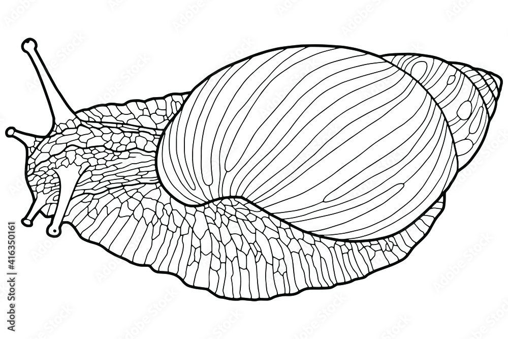 Hand drawing snail. Coloring page. The original print. Illustration for ...