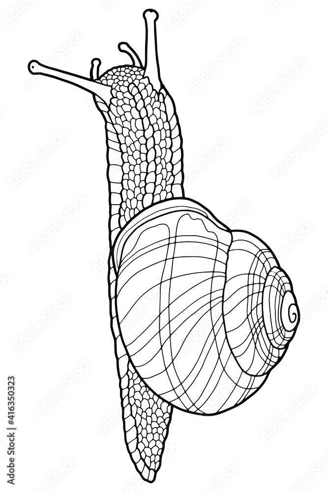 Hand drawing snail. Coloring page. The original print. Illustration for ...