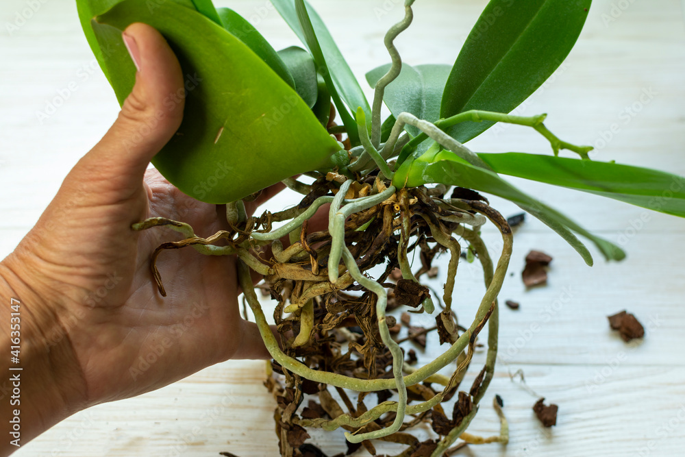 Orchid plant with diseased root in hand on white background. Diseased ...