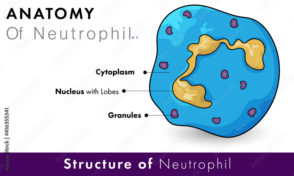 Ultra structure of Neutrophil immune cell with yellow nucleus showing ...
