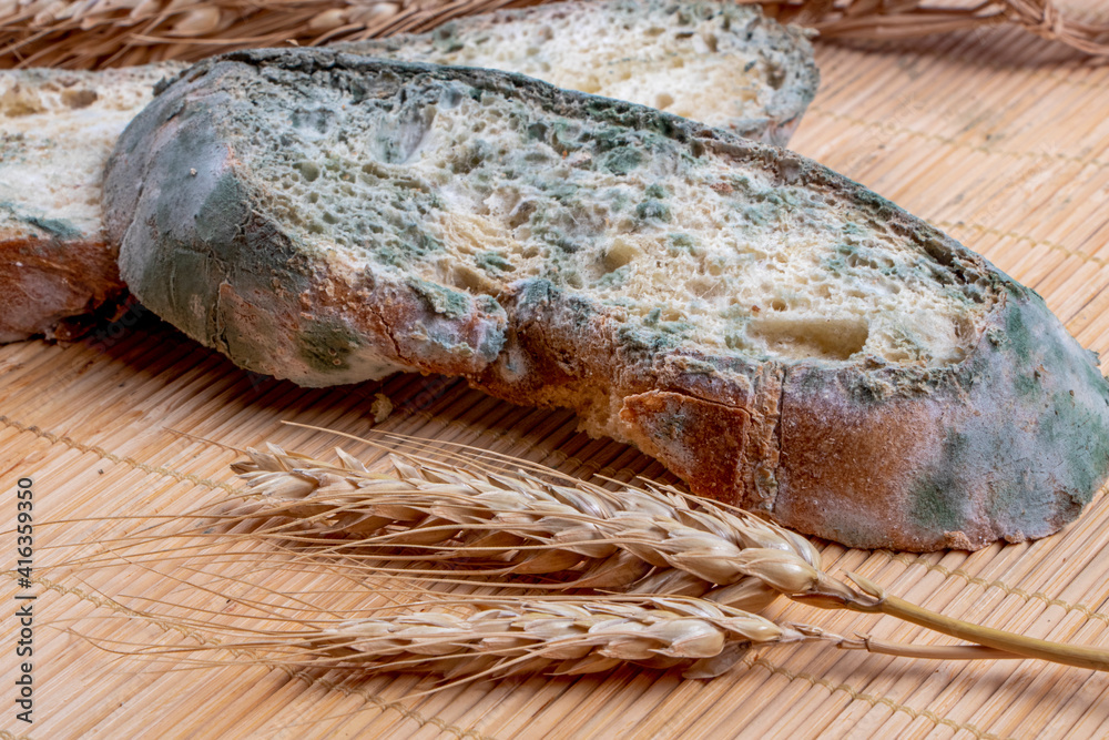 Aspergillus Mold On Bread