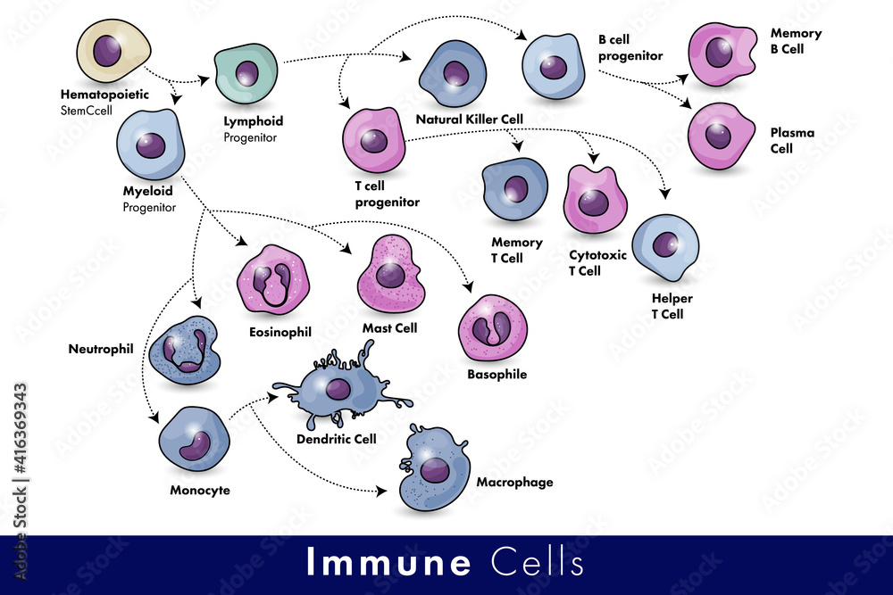 Cells of the Immune system. List of immune cells- dendritic, Mast ...