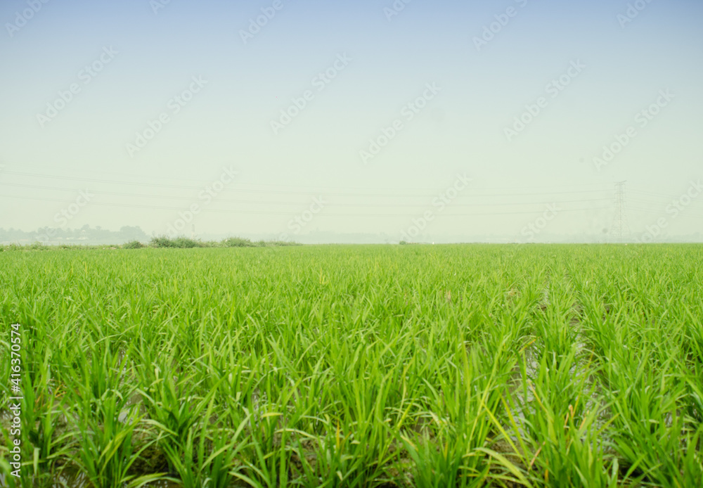 Images for Green agriculture grass rice field background for photoshop ...