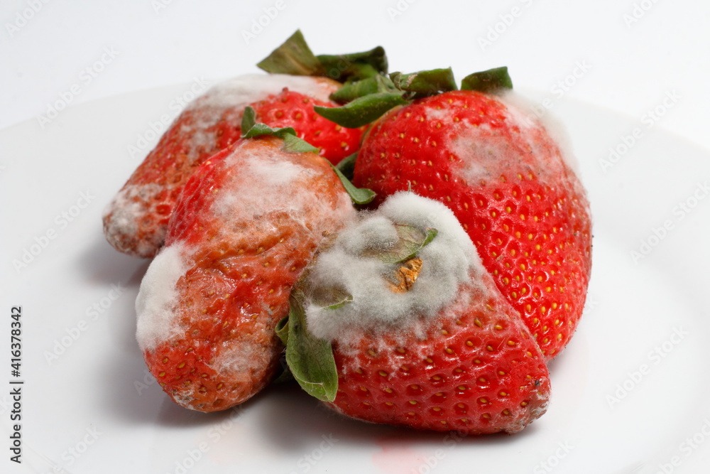 strawberries in bad condition with mold Stock Photo | Adobe Stock