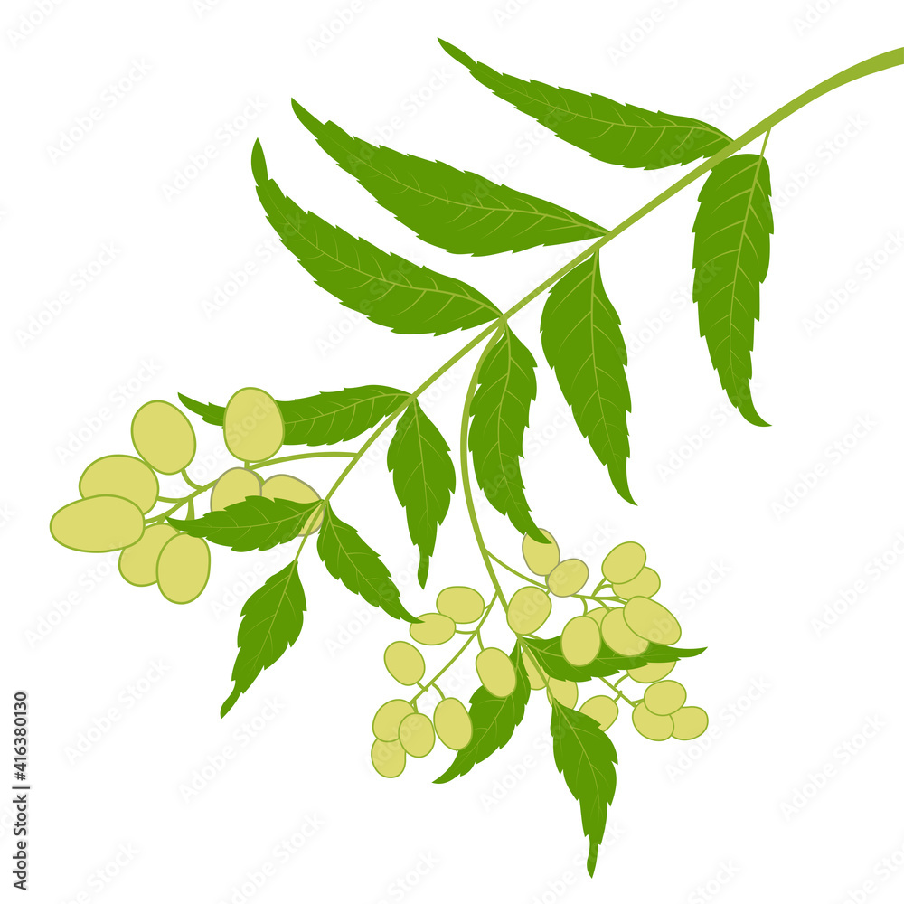 medicinal tree ayurvedic herb illustration nimtree neem plant leaf neem ...