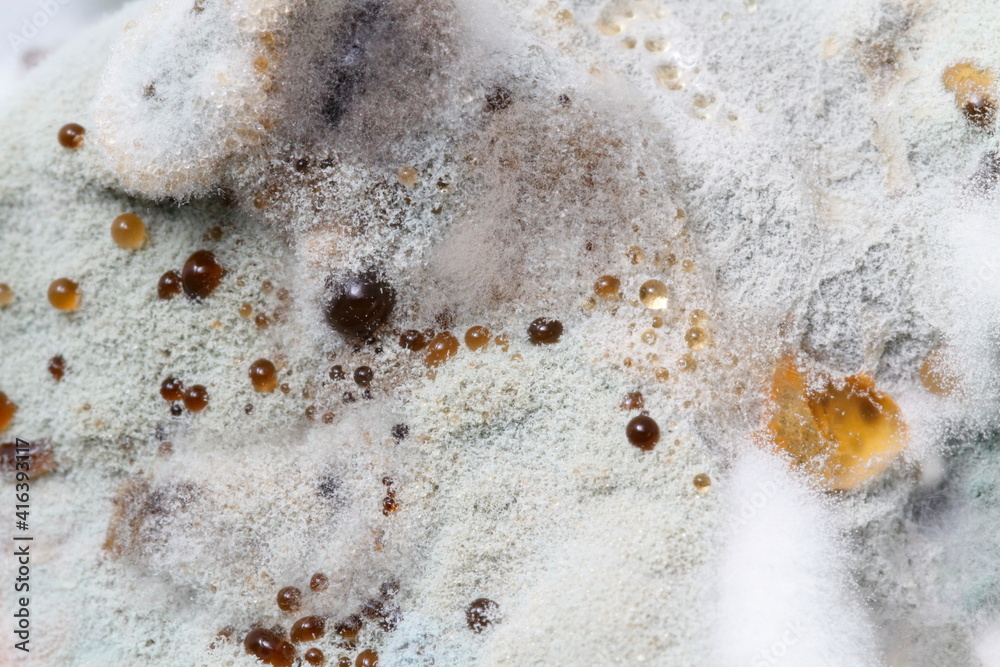 spoiled beet with mold. Stock Photo | Adobe Stock