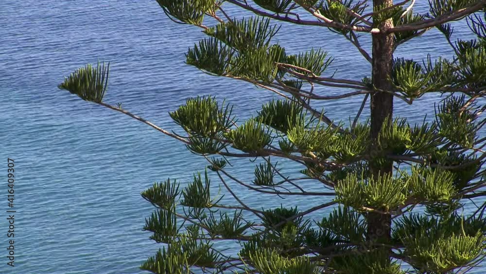 Kos Greece an arocaria tree by the sea with a background of Turkey and ...