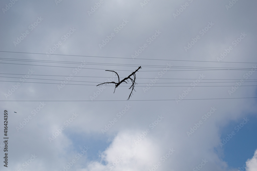 picture of pine tree's branch stuck on electricity wires Stock Photo ...