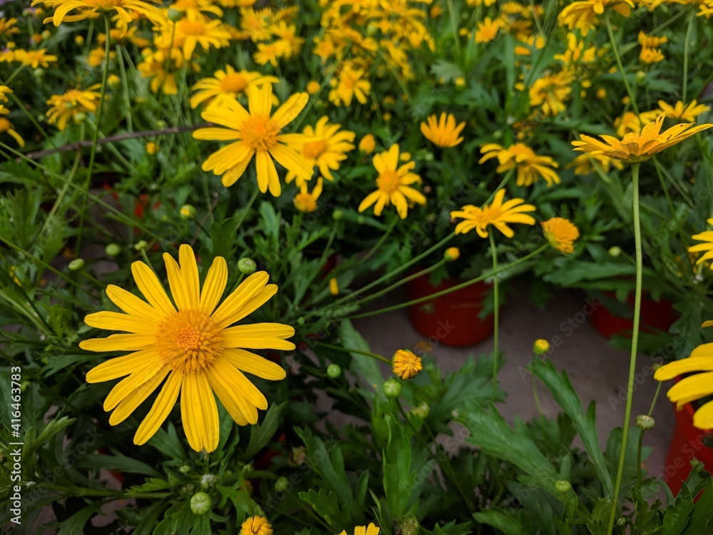 Bright yellow African bush daisy flowers (Euryops chrysanthemoides ...