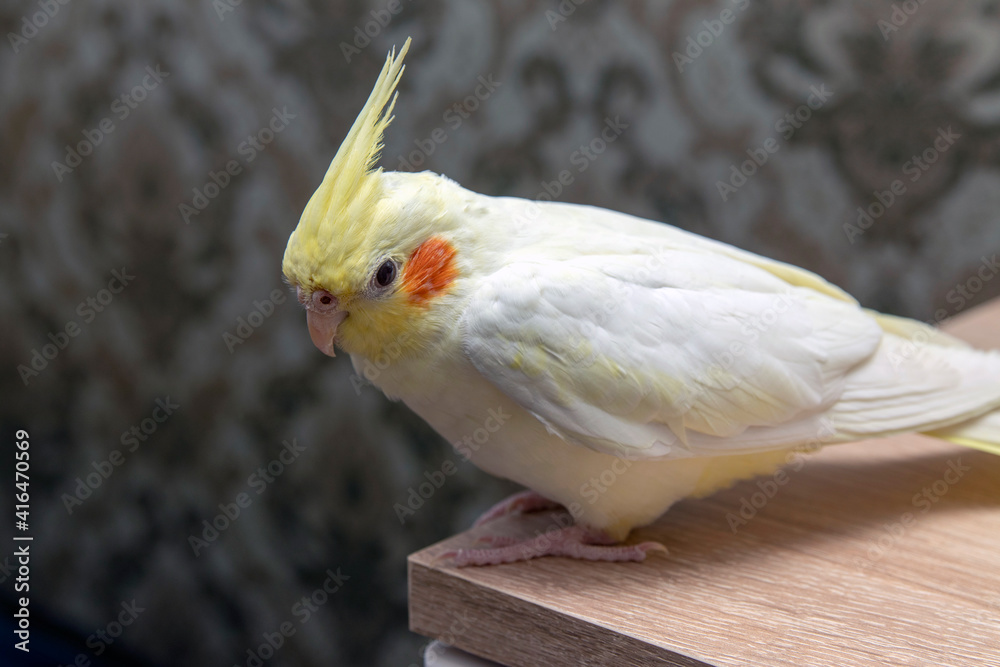 Corella (Nymphicus hollandisus) is an Australian bird belonging to the ...