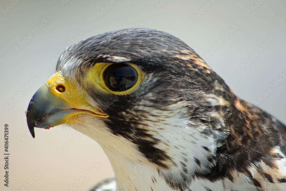Peregrine Falcon Stare Down Stock Photo | Adobe Stock