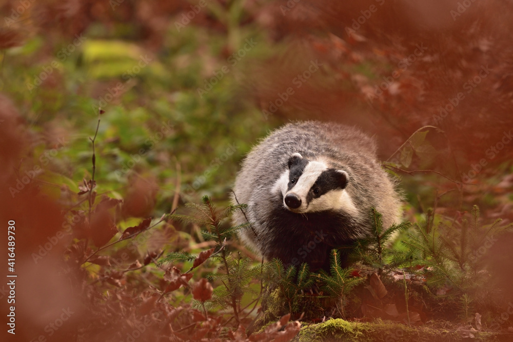 Cute badger in the wild nature Stock Photo | Adobe Stock