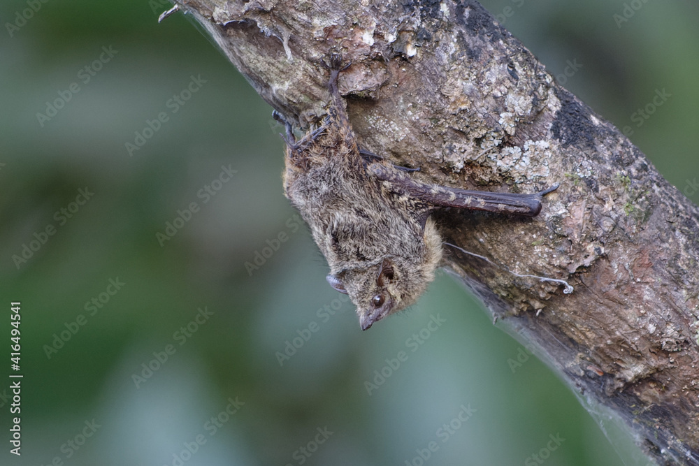 Proboscis Bat (Rhynchonycteris naso) in Cuyabeno Wildlife Reserve ...