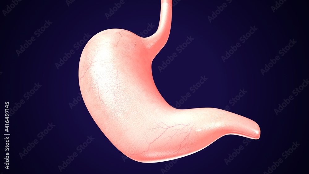 3d render of human stomach system anatomy. Stock Illustration | Adobe Stock