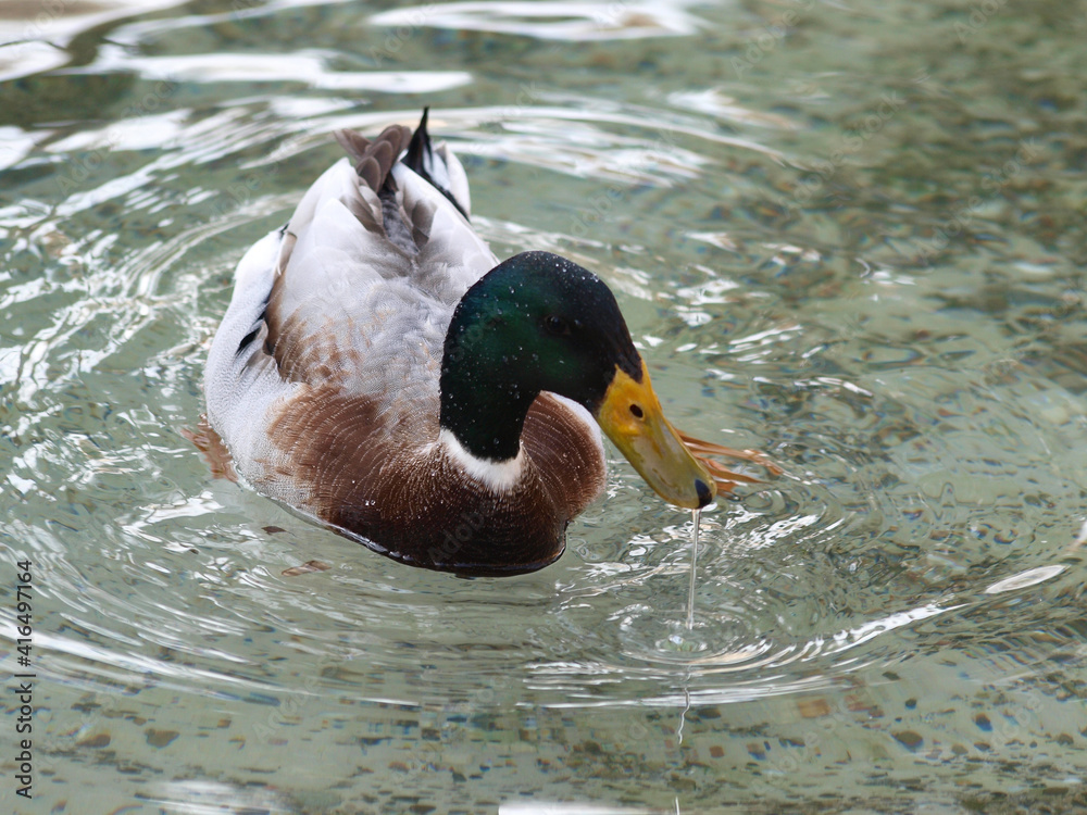 Anas platyrhynchos domesticus or Indian runner duck with long head ...