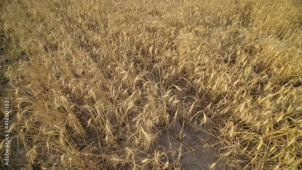 Bad harvest year. Dry wheat on depleted land. Hunger. Drought. Ears of ...