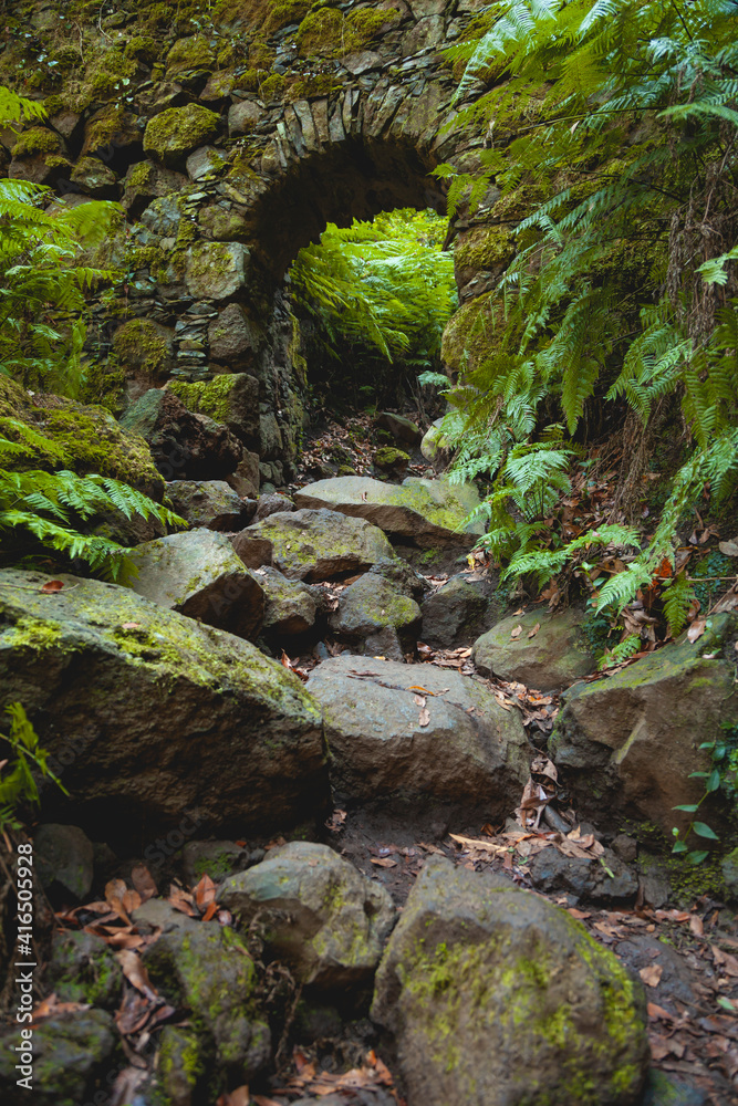 Green ferns in a hiking trail in the linden forest on the island of La ...