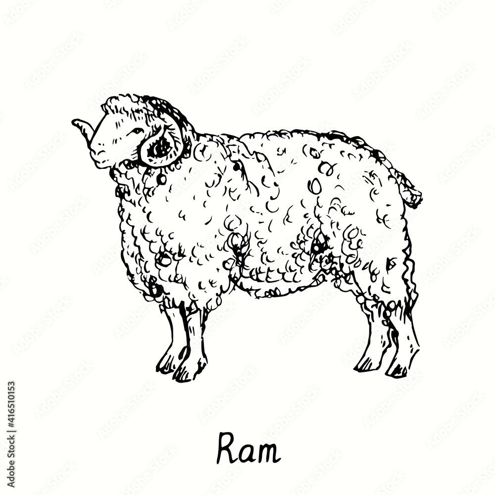 Ram standing side view. Ink black and white doodle drawing in woodcut ...