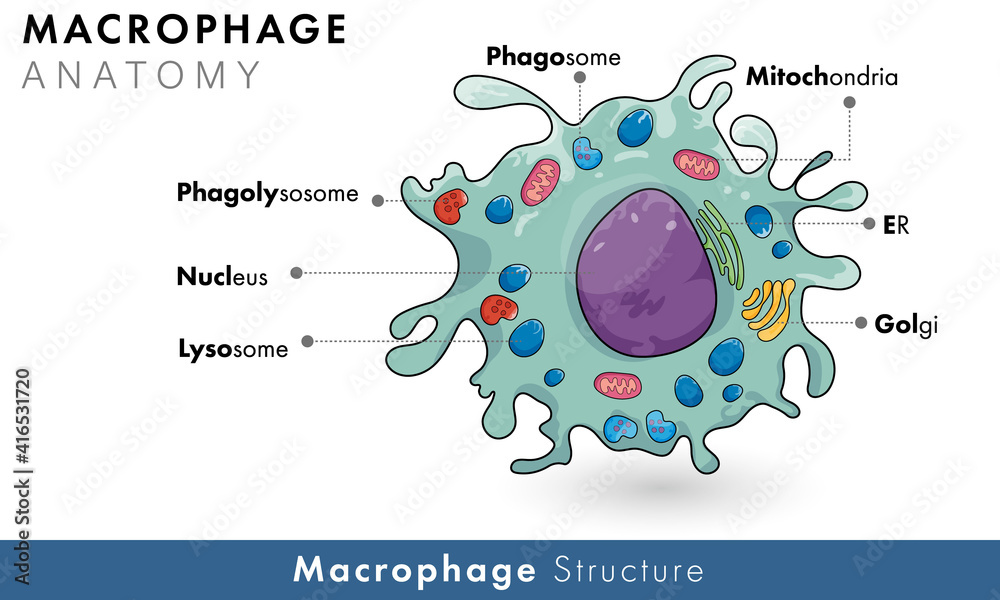 Macrophage