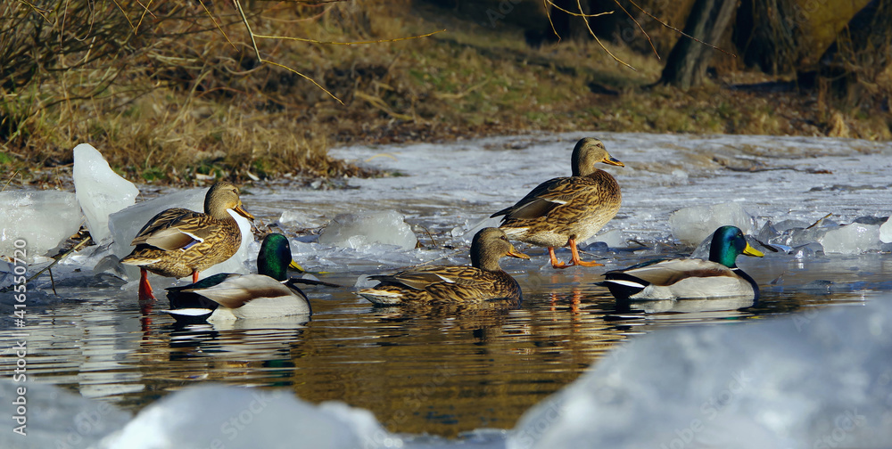 Wild ducks hibernate in a city reservoir. They stay for the winter ...