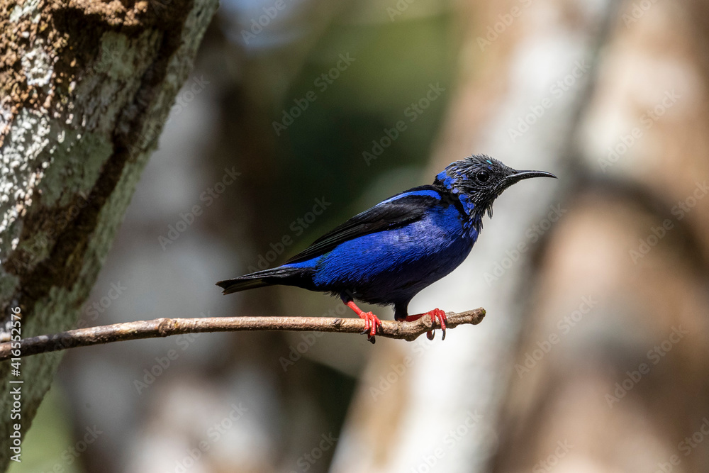 Adult red-legged honeycreeper (Cyanerpes cyaneus), Gamboa, Gatun Locks ...