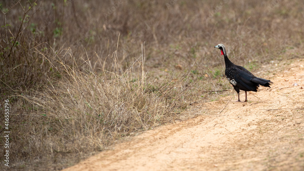 Ein Rotkehlgua quert im Pantanal eine Piste Stock Photo | Adobe Stock