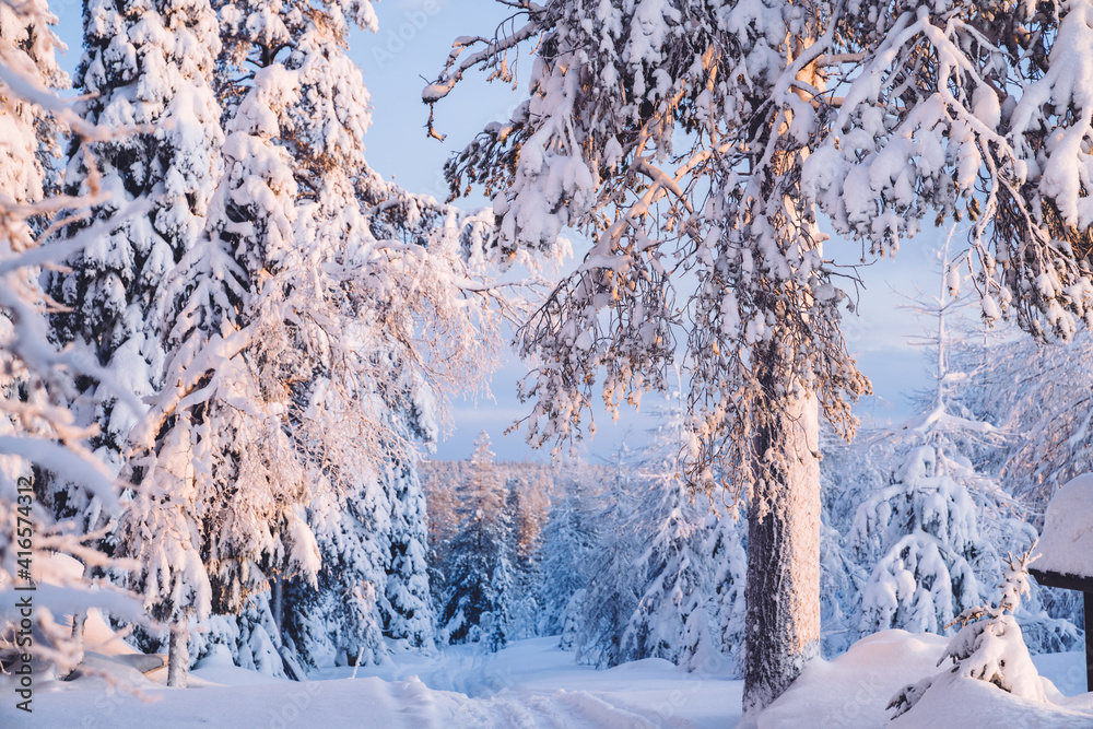Frost Forest Background