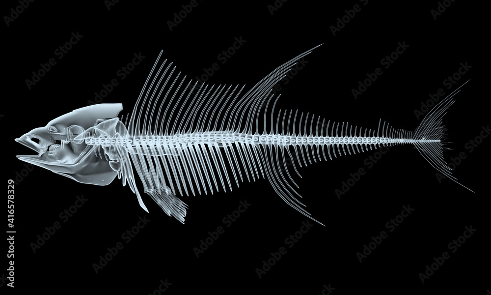 fish x-ray skeletons isolated on black background Stock Illustration ...